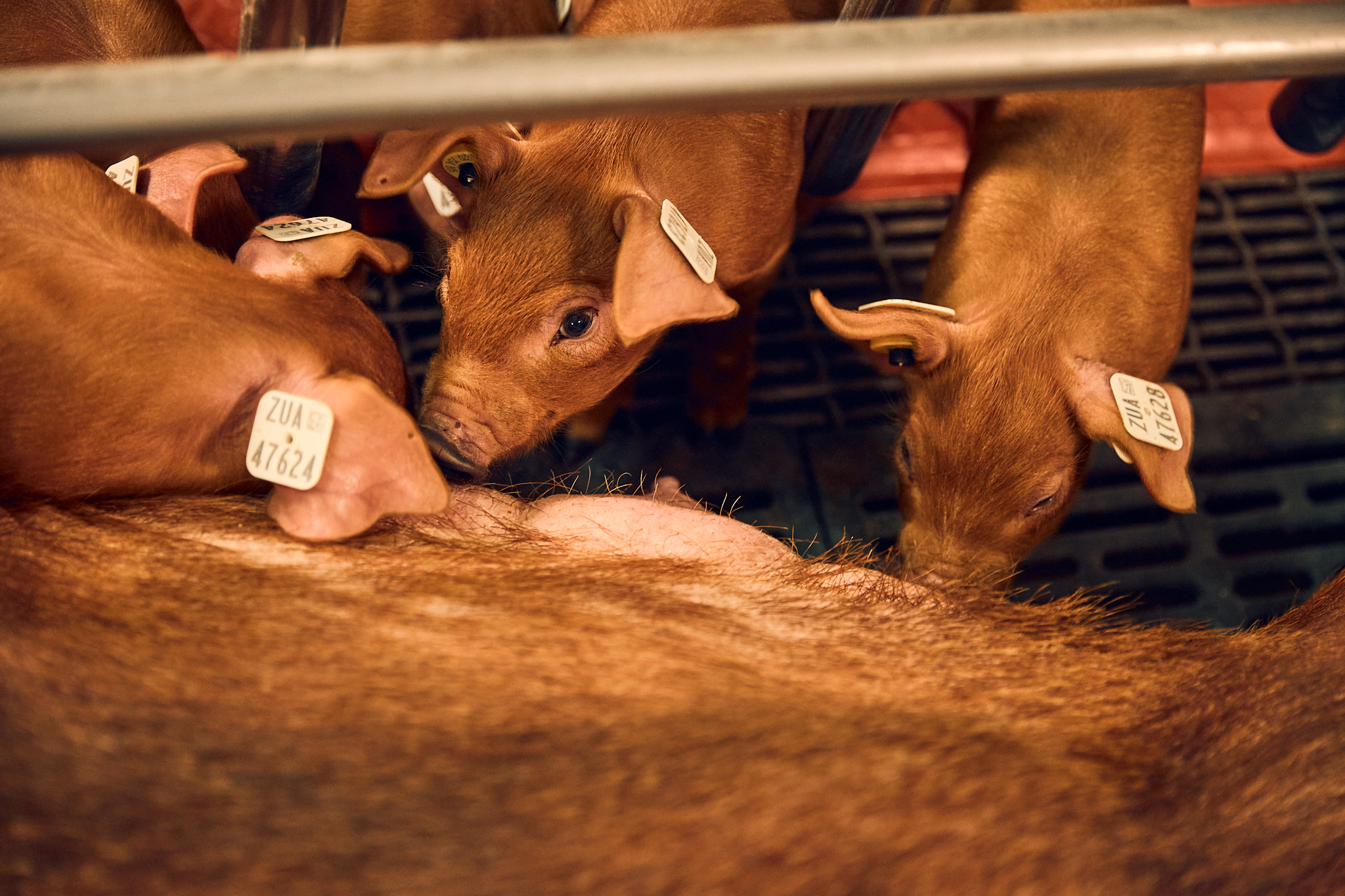 PIC receives US approval for gene-edited PRRS-resistant pigs - Pig World