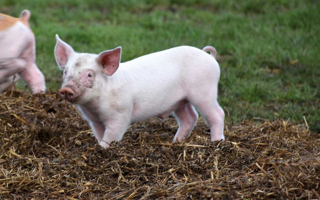 Rearing pigs naturally in the great outdoors in Denmark - Pig World