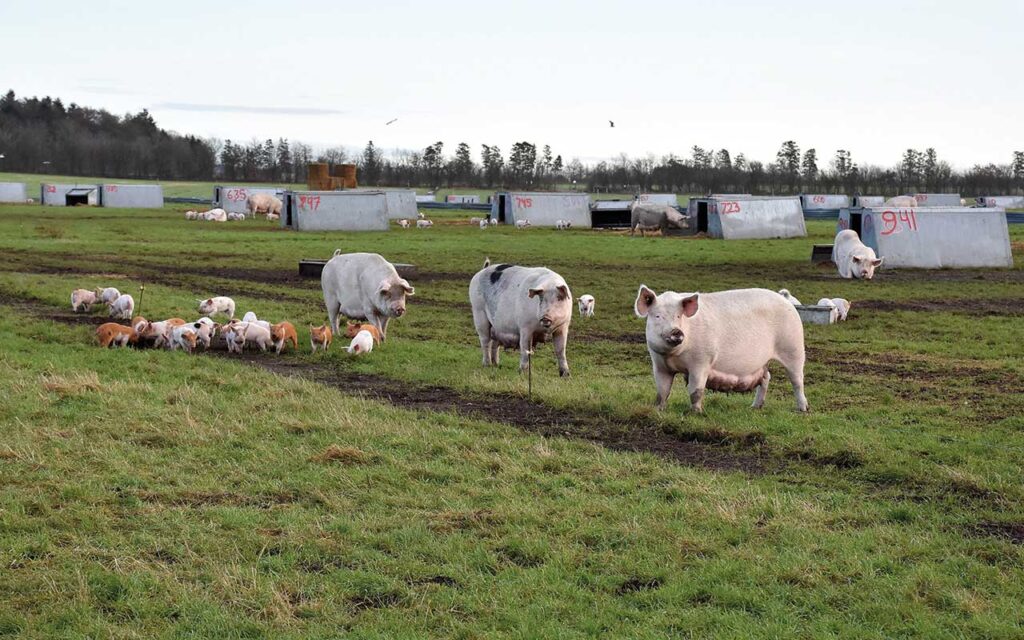Rearing pigs naturally in the great outdoors in Denmark - Pig World