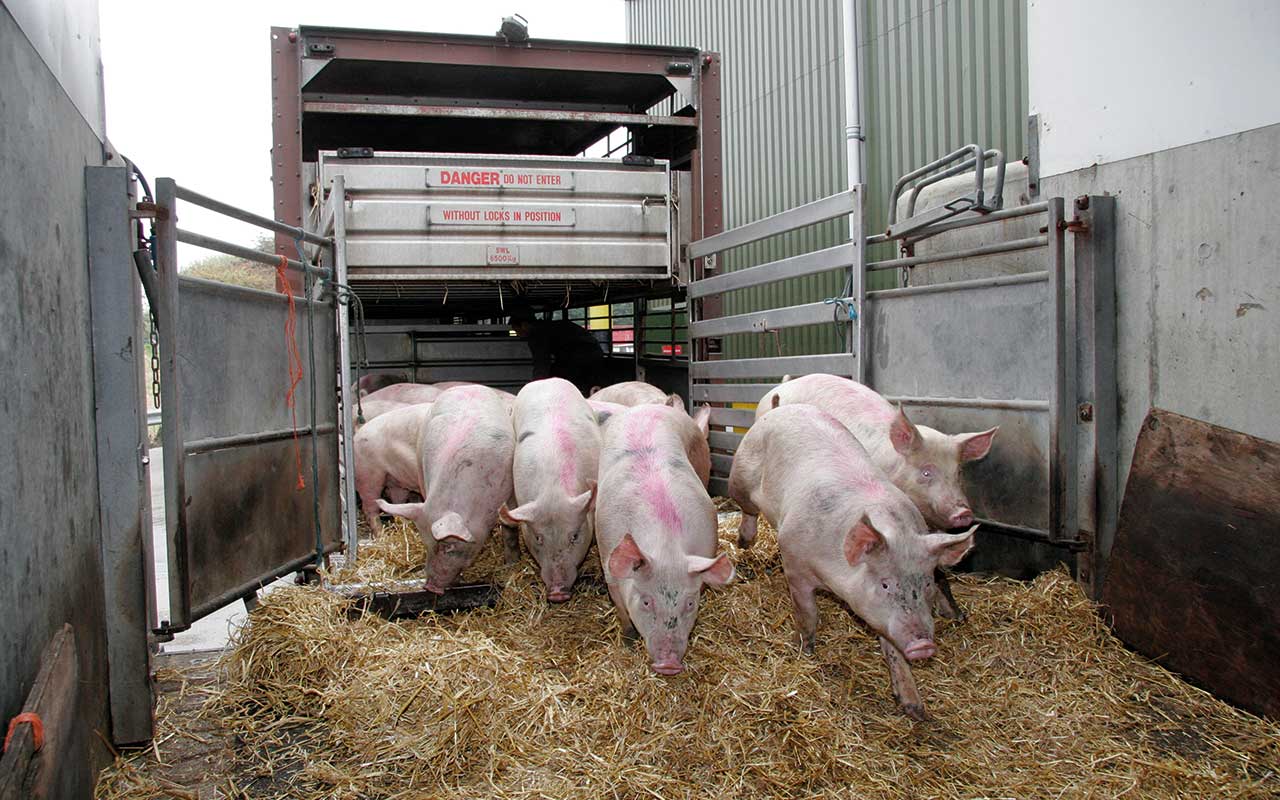 Defra welfare advisors call for CO2 to be phased out as a means of ...