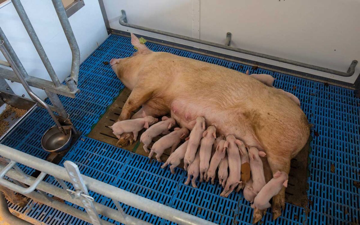 Industry's needs will be taken into account in farrowing reforms ...