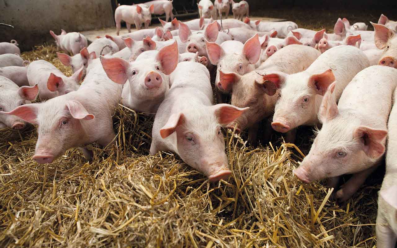 UK pig breeding herd declines to new low, disputed Defra figures show ...
