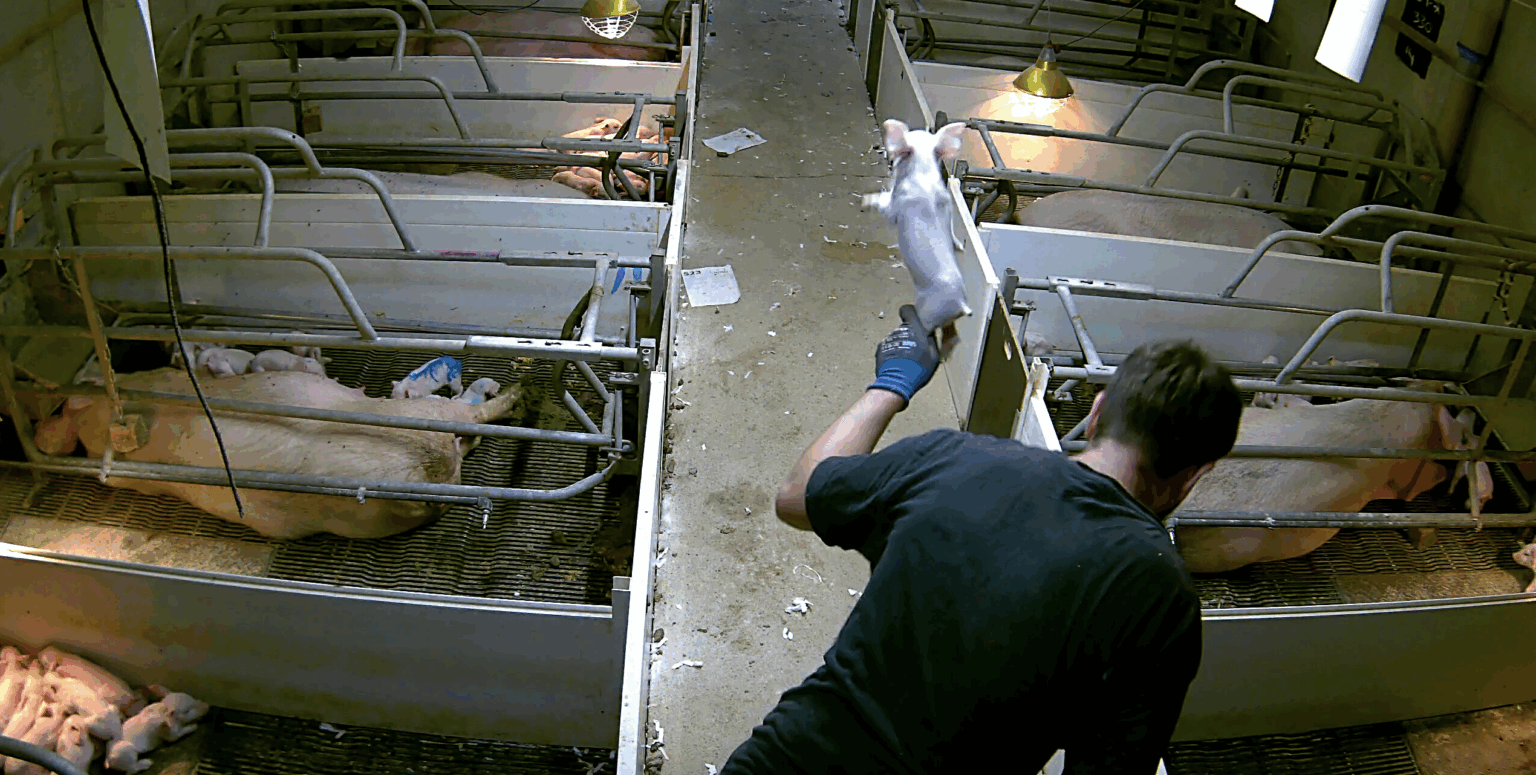 Cranswick 'deeply disappointed' after footage emerges from third farm ...