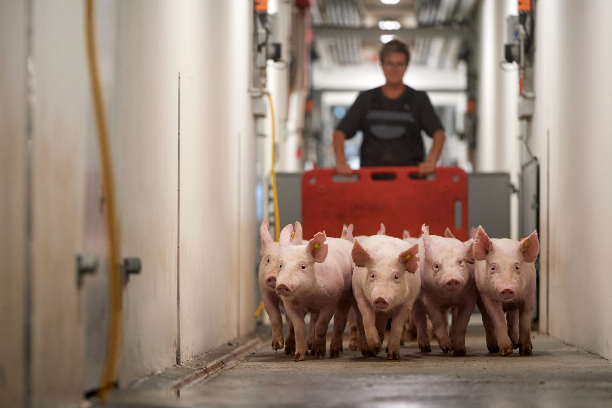 Top 10% of Danbred sows weaning 42 pigs per sow per year, report says ...