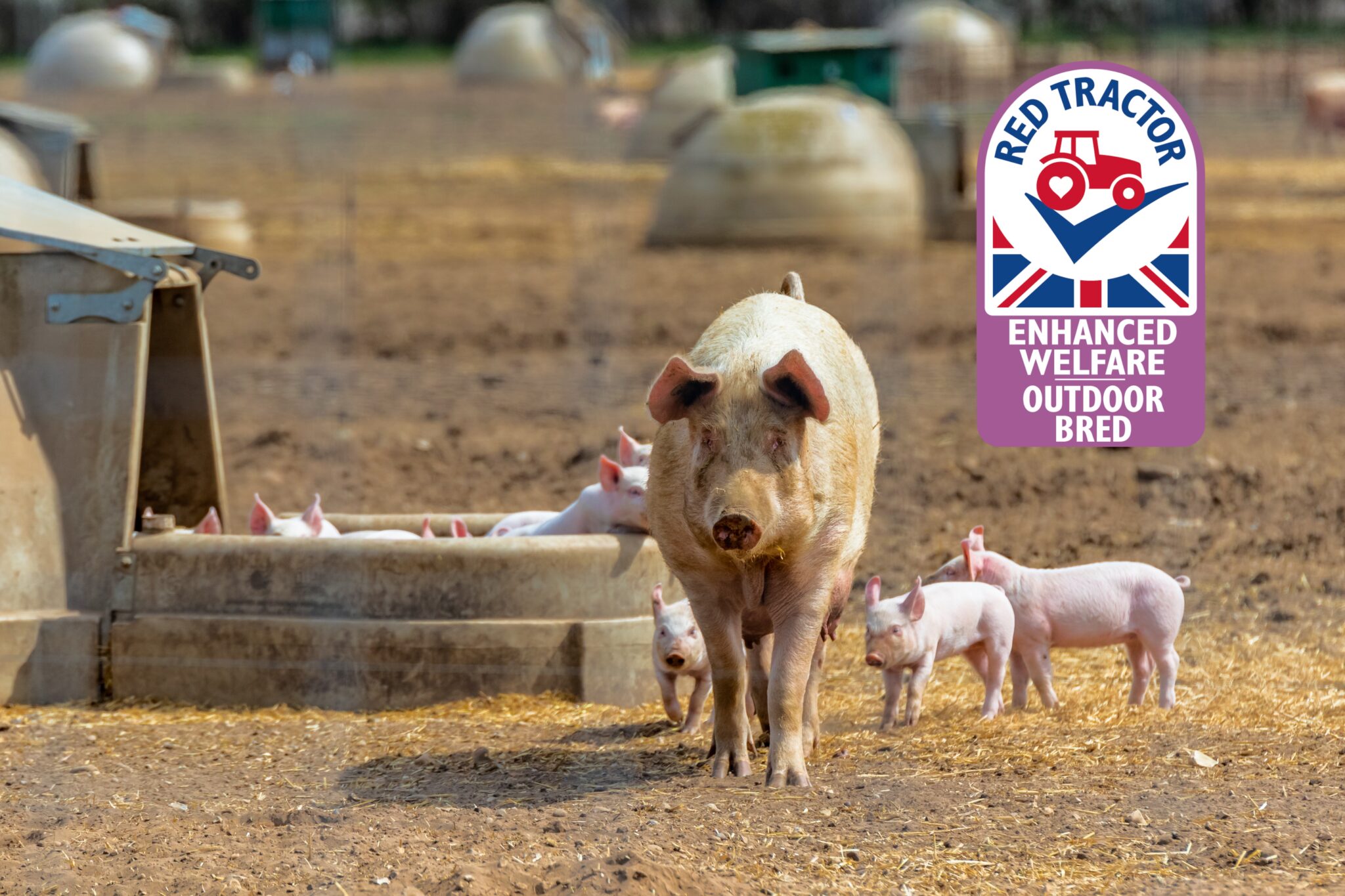 Red Tractor introduces Enhanced Welfare module for pigs - Pig World