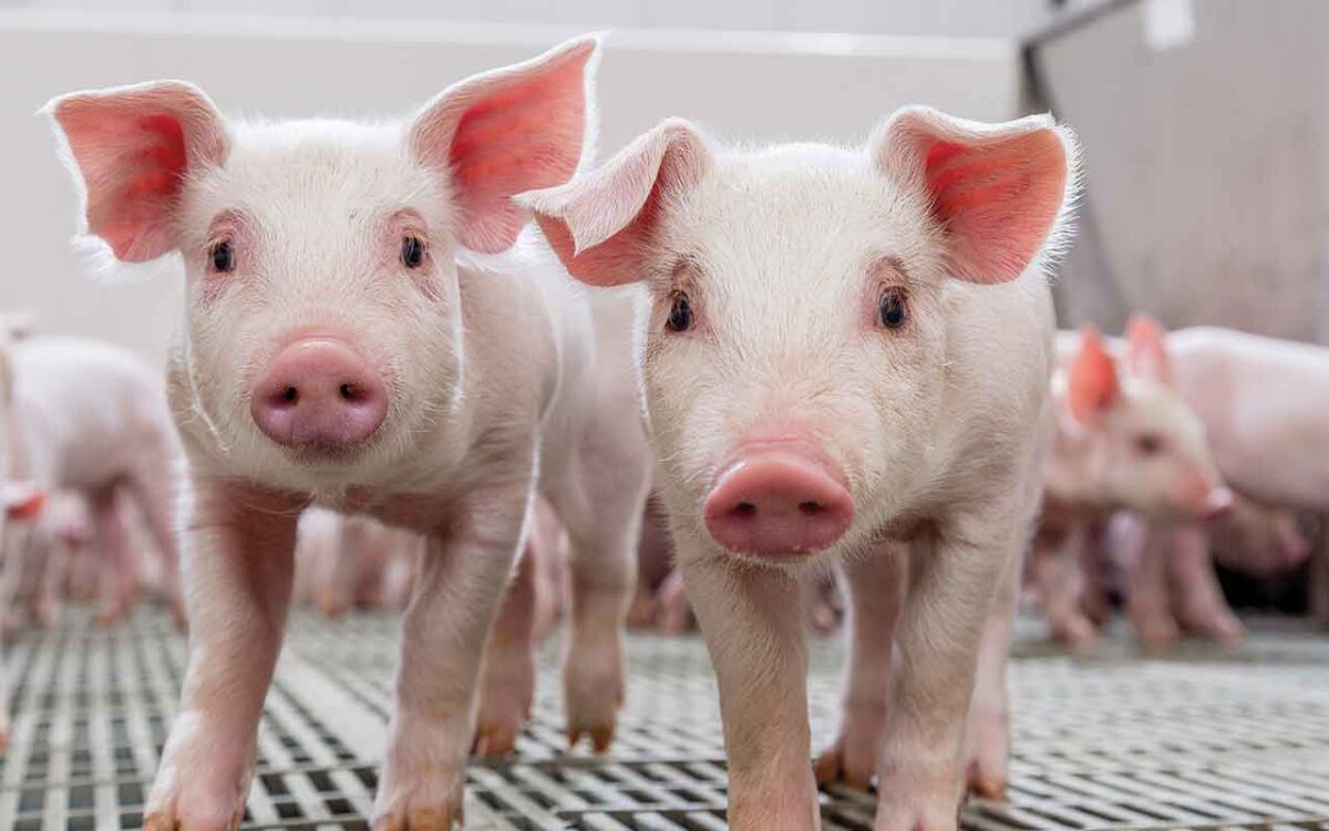 Keeping producers ahead of the game with genetics that fit their ...