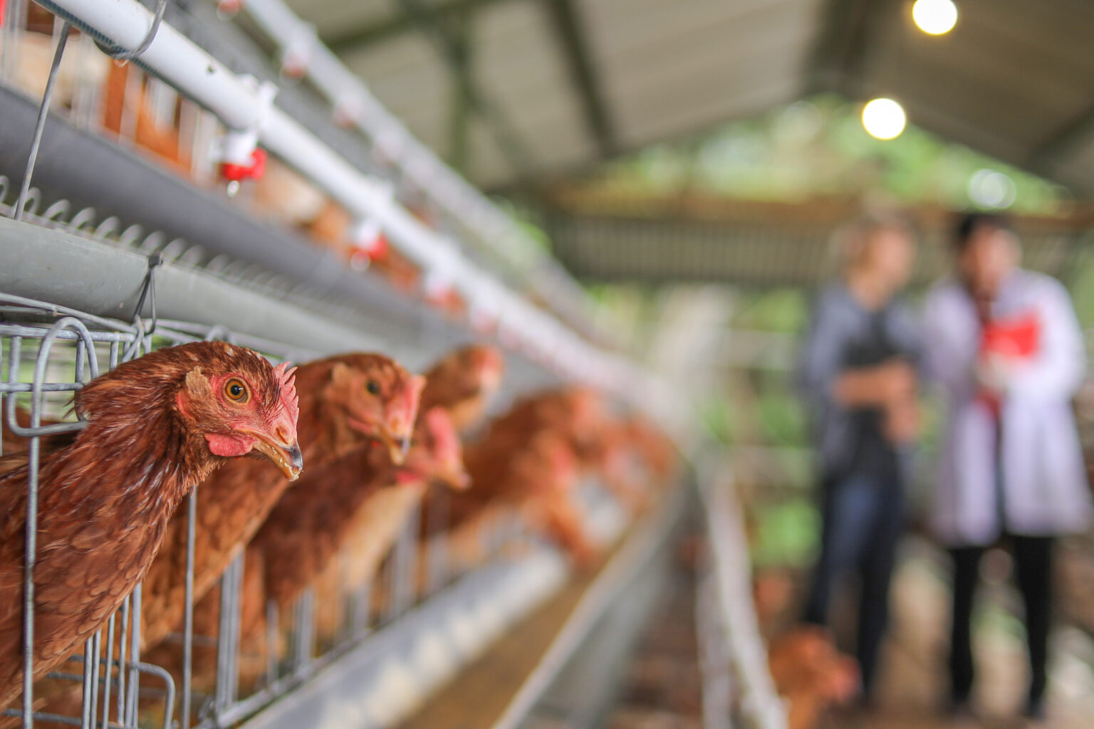 Defra outlines proposals to phase out cages in laying hens by 2032 ...