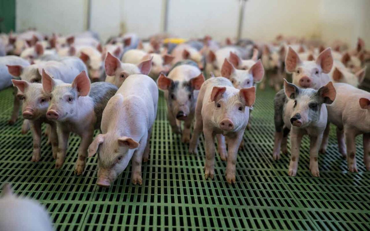 The four key pillars of genetic improvement - Pig World