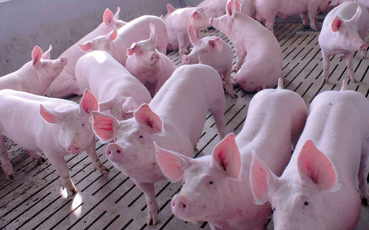 How genetics is evolving to meet pig sector’s changing demands - Pig World