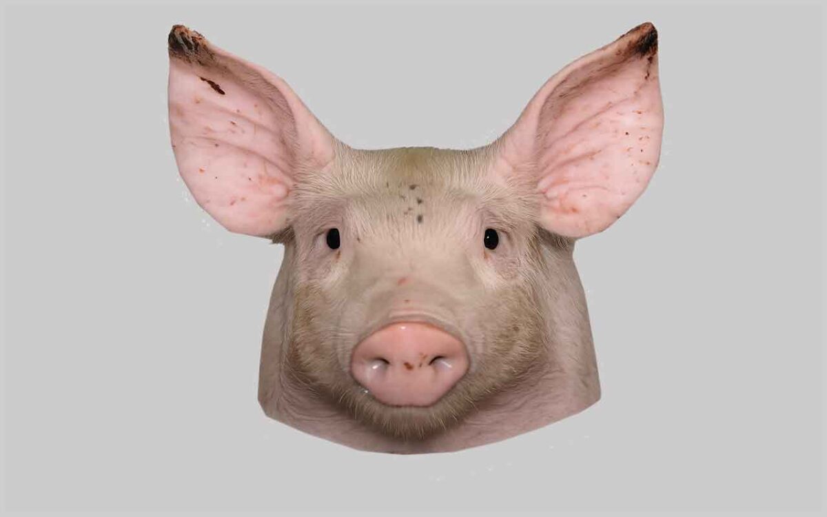 Vet View: Why porcine ear necrosis deserves renewed attention - Pig World
