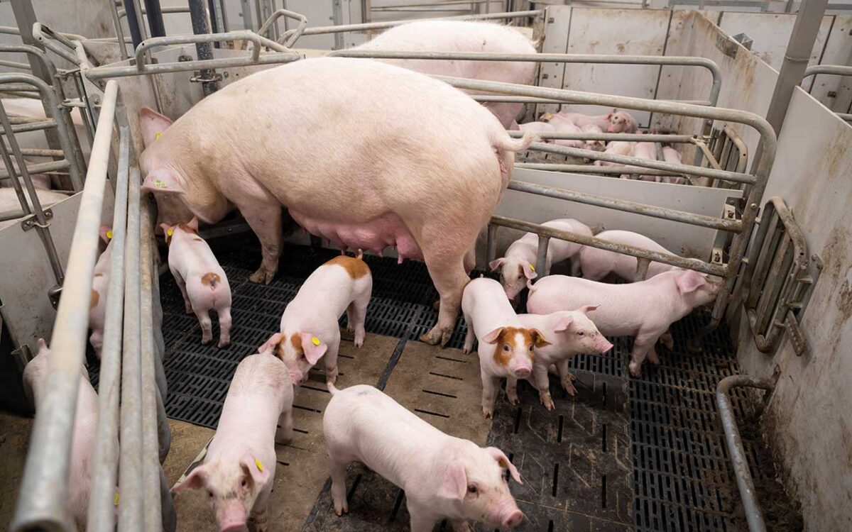 National Pig Centre trial sheds new light on farrowing crate transition ...