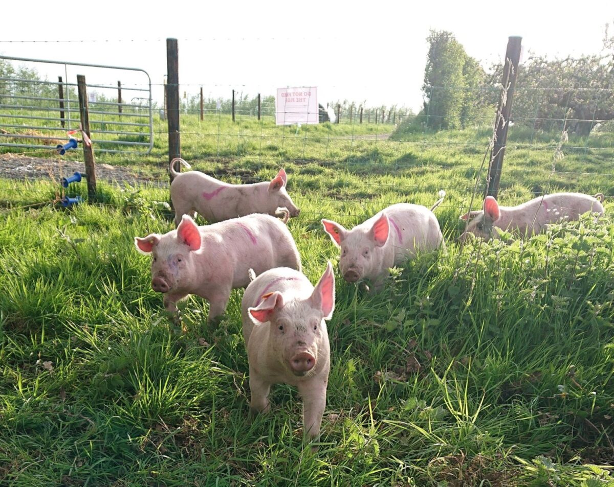Research highlights potential for successful outdoor pig production in ...