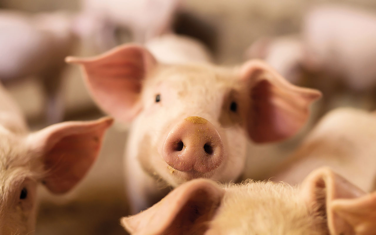 Uncertainty swirls around independent pig sector again - Pig World