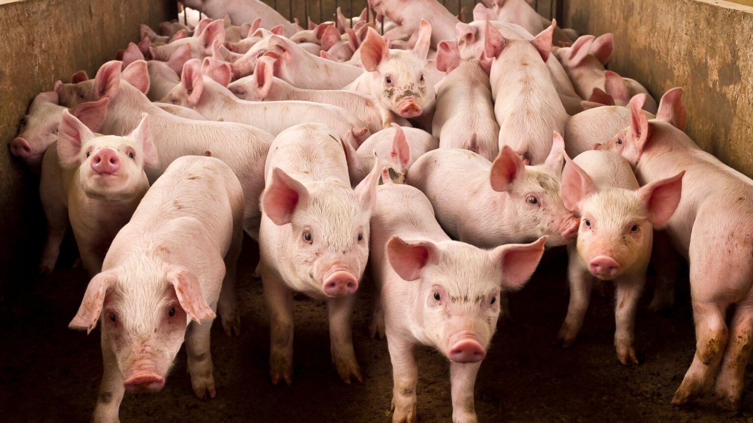 New calculator helps to assess beta-mannan levels in pig diets - Pig World