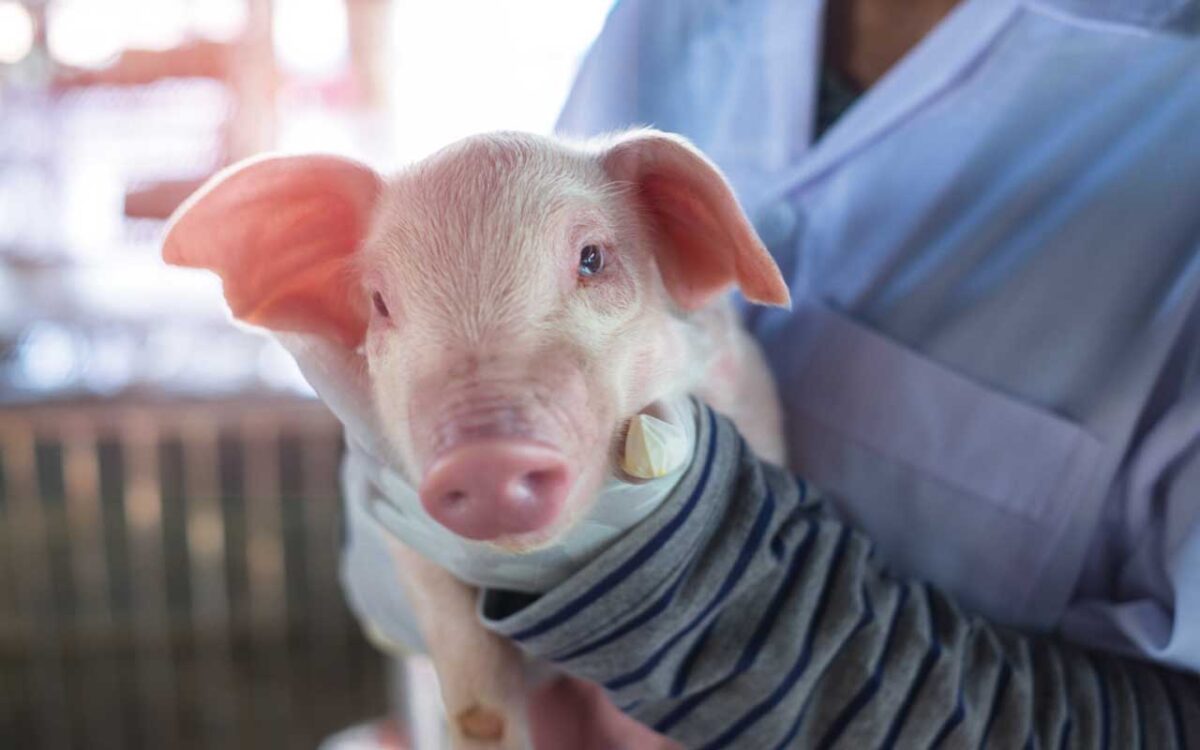 ‘Huge opportunity to get on top of PRRS’ - Pig World